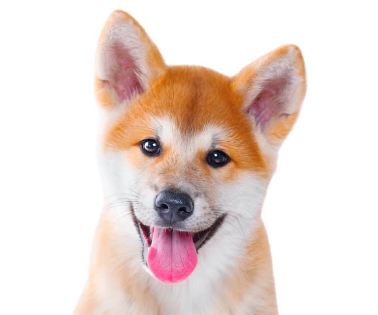 Why Do Akitas Howl? The Full Guide – HumbleDogs